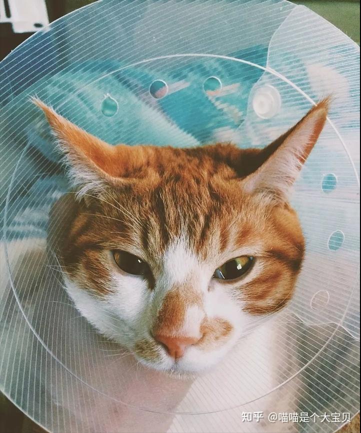 亲身经历：猫咪 绝育”后，变化不止一点点 知乎
