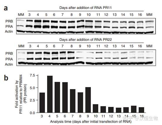 saRNA：激活基因表达的dsRNA（一） - 知乎
