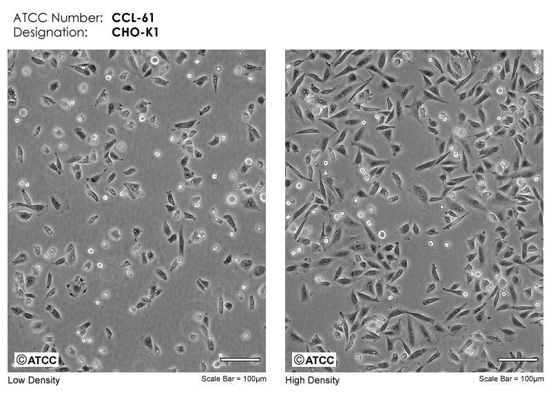 ATCC丨细胞操作指南 - 知乎