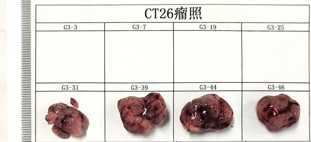同源肿瘤移植小鼠模型（Syngenic） - 知乎