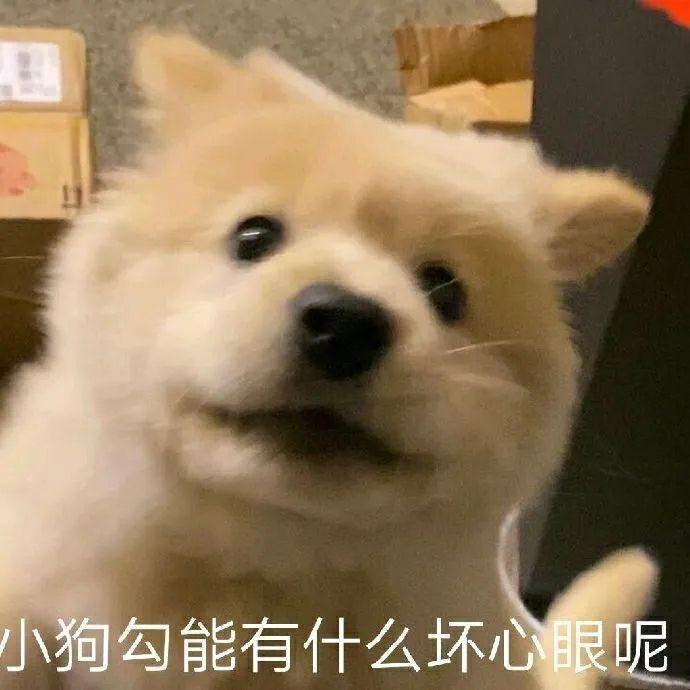再分享一些狗狗表情包(›´ω`‹ ) - 知乎