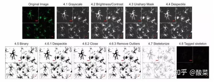 如何用ImageJ进行小胶质细胞形态学分析？ - 知乎