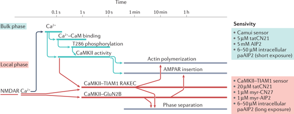 Nat Rev Neurosci最新综述：突触可塑性、学习和记忆的核心分子组织者——CaMKII - 知乎