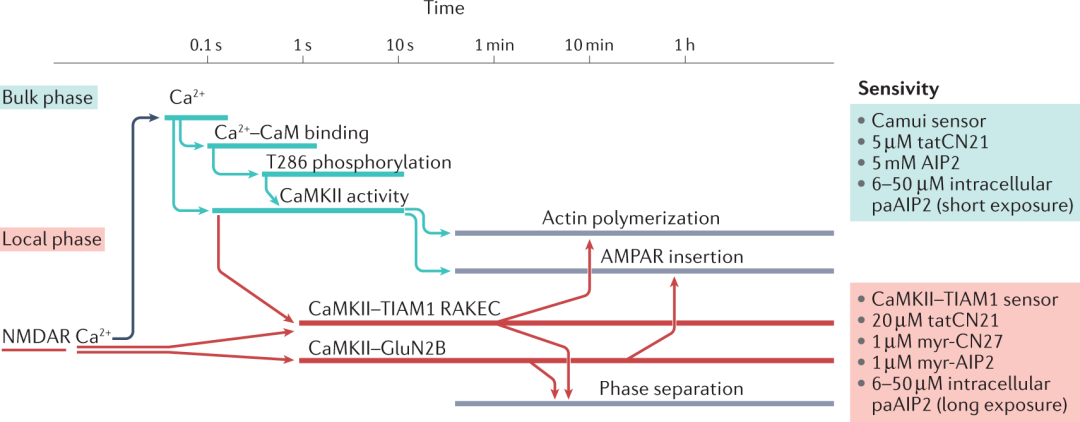 Nat Rev Neurosci最新综述：突触可塑性、学习和记忆的核心分子组织者——CaMKII - 知乎
