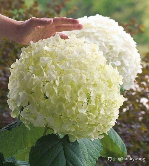 夏日明星花卉乔木绣球“粉色贝拉安娜”——许你一个梦寐以求的粉红色的夏天 知乎