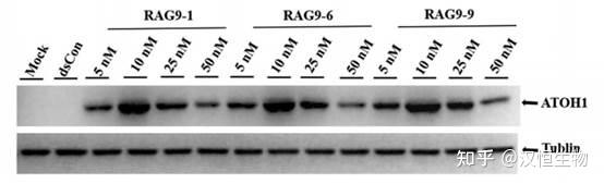 saRNA：激活基因表达的dsRNA（二） - 知乎