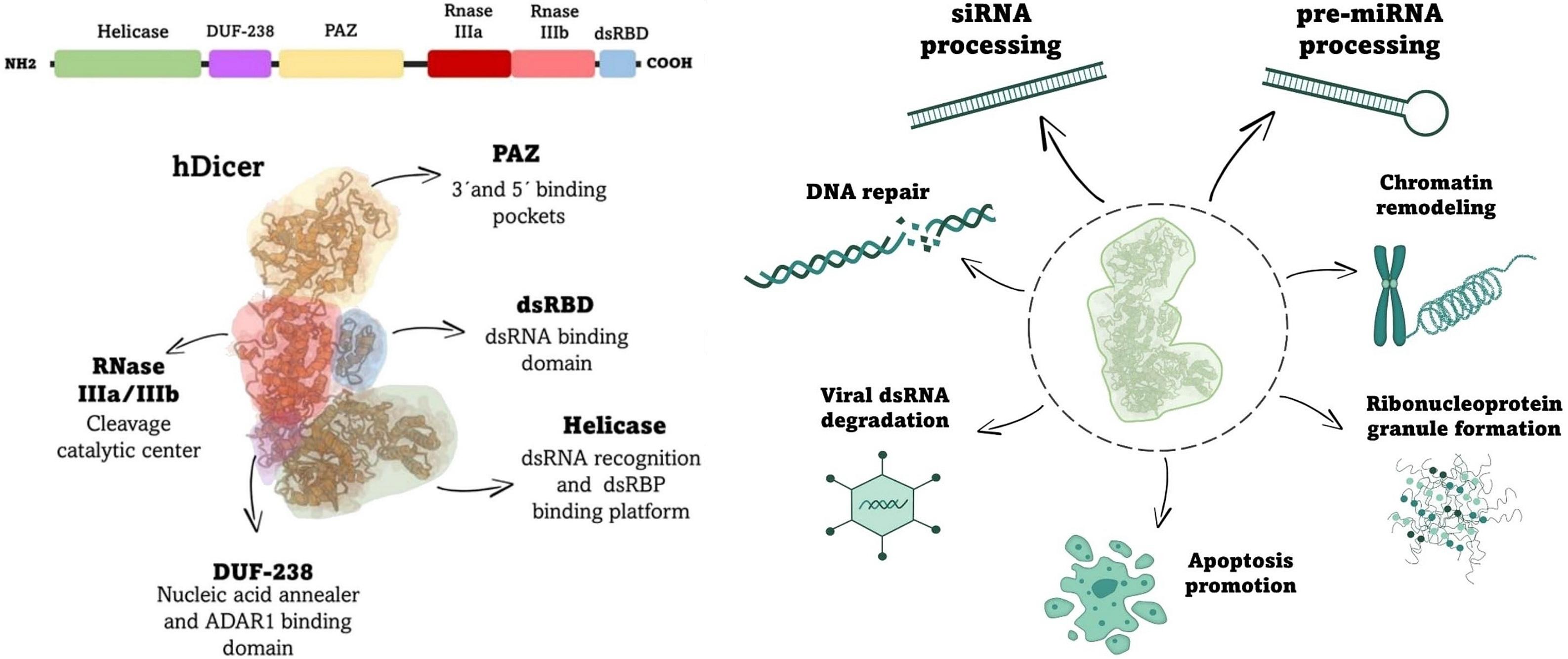 RNA干扰（一）——mi-！si-！pi-！ - 知乎