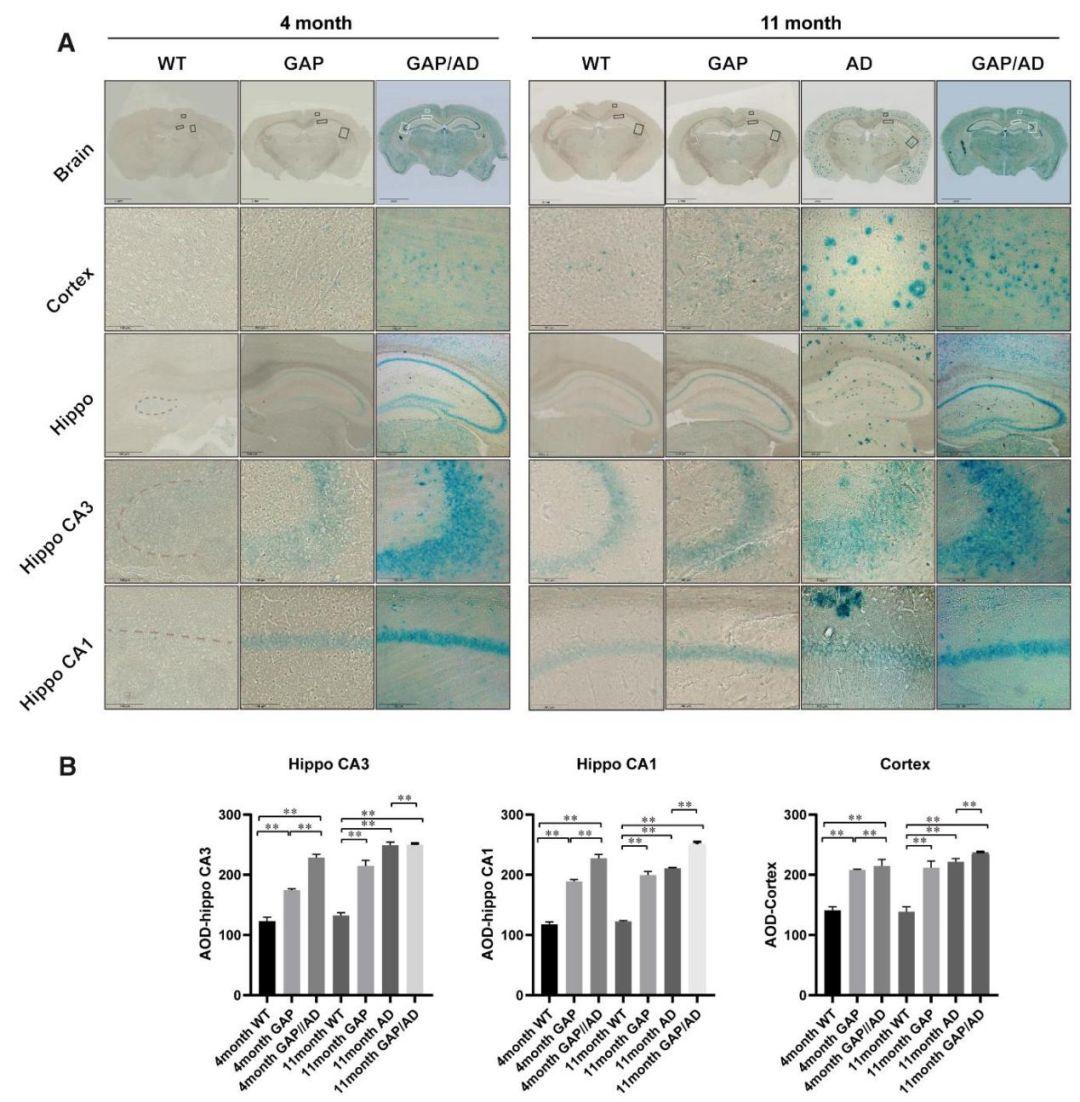 Brain：阿尔茨海默病认知功能障碍的潜在新靶点——Cdc42 - 知乎