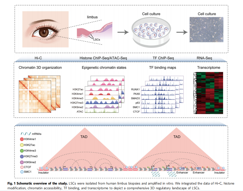 【最新中稿插图】Nature Energy./ Nature Comm./ AFM等 - 知乎