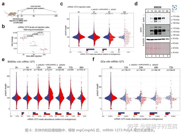 首次发现新冠mRNA疫苗体内聚腺苷酸化，增长PolyA尾巴 - 知乎
