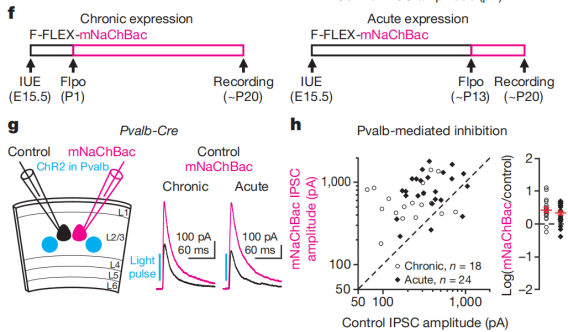 小布解读 | NaChBac＆Kir2.1在神经环路功能研究中的应用 - 知乎