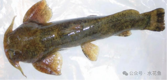 20个优异特色水产养殖种质资源：淡水鱼类11种和海水鱼类9种共两大类 - 知乎