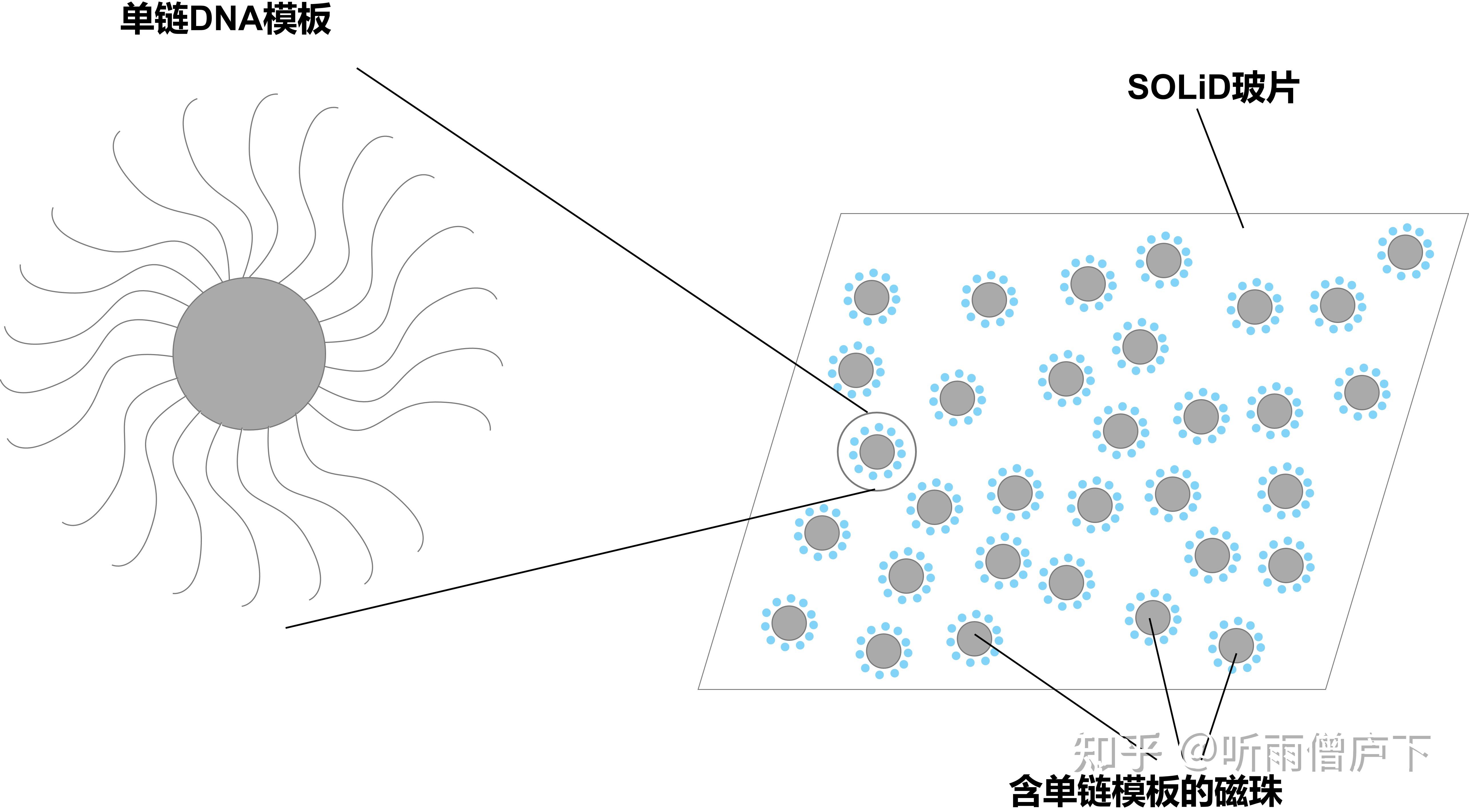 第二代dna测序原理 Solid 测序技术 知乎