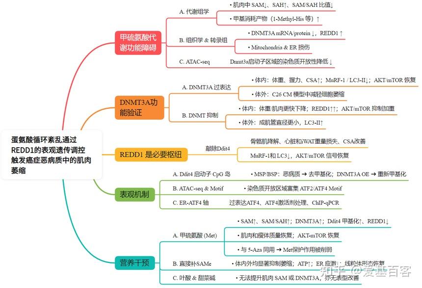 Cell Meb | 国自然热点DNA甲基化和蛋氨酸代谢共同解析癌症恶病质肌肉萎缩的机制 - 知乎