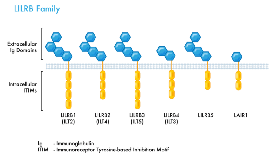 拒绝免疫逃逸，理想治疗新靶点LILRBs - 知乎