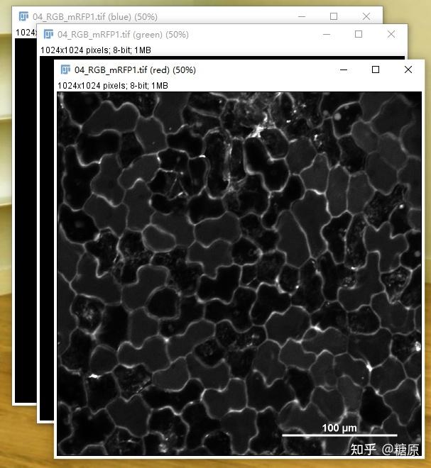 imagej-荧光比率对比图绘制 - 知乎
