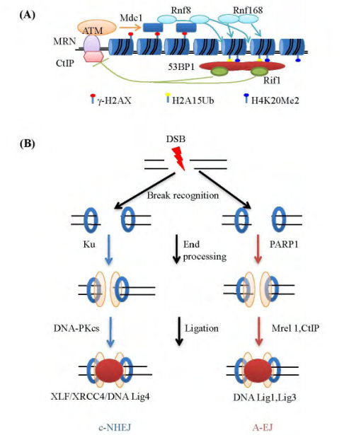 重组抗体表达及抗体多样性形成机制 - 知乎