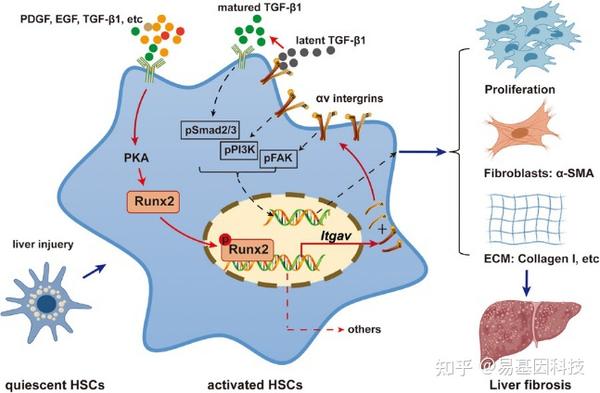 易基因：ChIP-seq等揭示Runx2通过转录调控Itgav表达激活肝星状细胞以促进肝纤维化｜科研进展 - 知乎