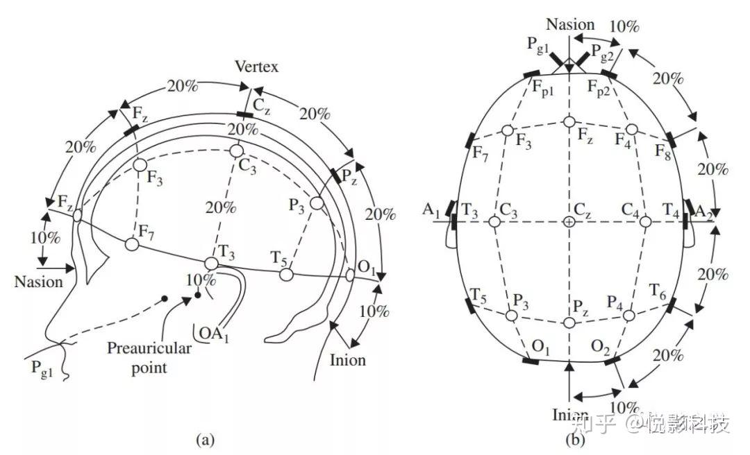 【EEG基础知识扫盲】EEG中的10-20和10-10标准导联是如何确定电极位置的？ - 知乎