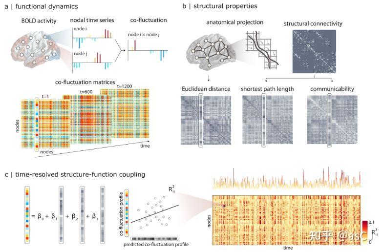 Time Resolved Structure Function Coupling In Brain Networks 待修改 知乎