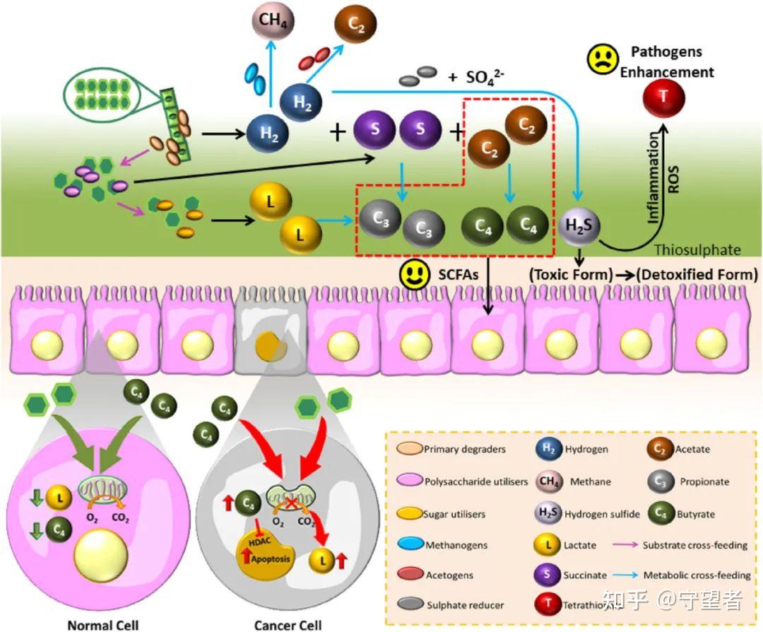 Trends in Food Science & Technology：膳食纤维与肠道微生物相互作用 - 知乎