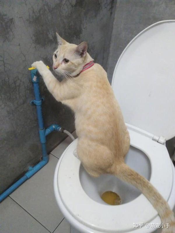 猫咪乱撒尿的原因，铲屎官要重视！ 知乎