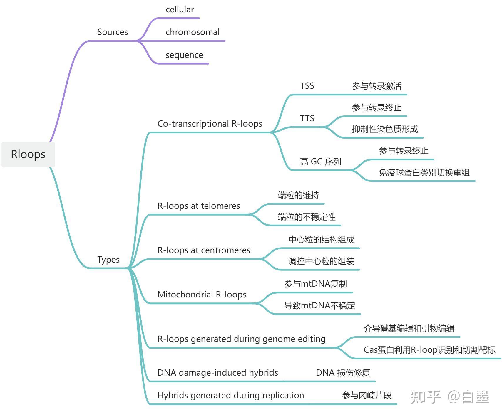 一文读懂 R-loops （图文详解） - 知乎
