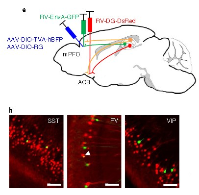 RV（狂犬病毒）-逆向标记病毒 - 知乎