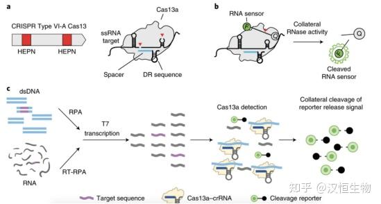 CRISPR-Cas系统的RNA编辑神器——Cas13 - 知乎