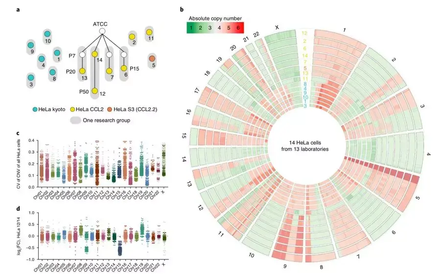 NBT|你所认为的Hela还是那个Hela吗-基于多组学的HeLa细胞实验室间异质性分析 - 知乎