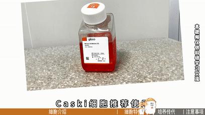 Caski细胞培养，人宫颈癌细胞培养攻略 - 丰晖生物 - 知乎