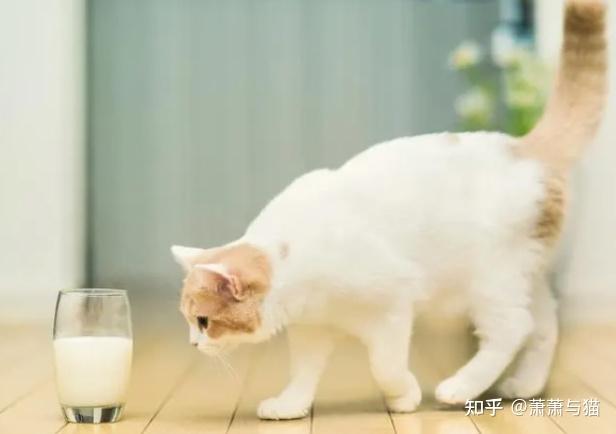 猫不爱喝水怎么办?10个小方法让猫多喝水! 知乎