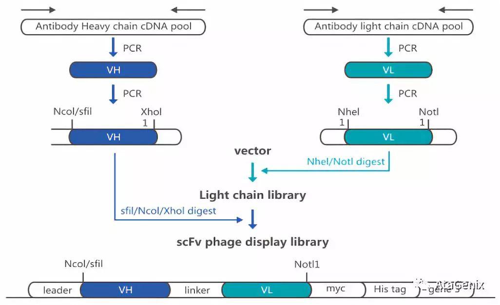 噬菌体展示技术——高通量，有内涵 - 知乎