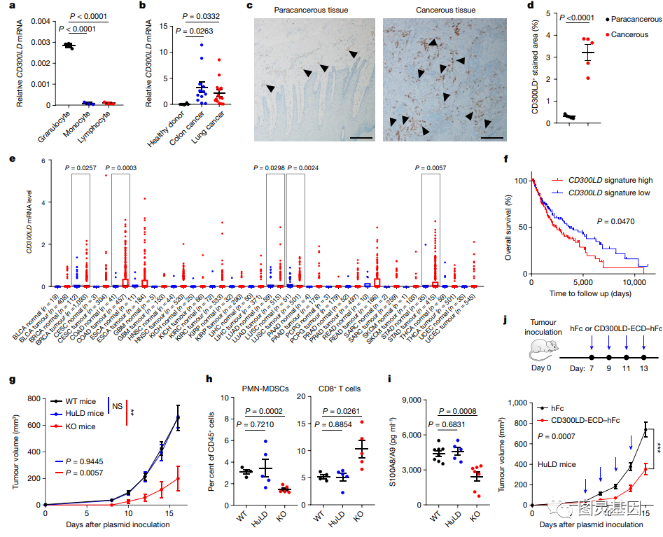 Nature | 复旦大学团队发现免疫治疗新靶点CD300ld - 知乎