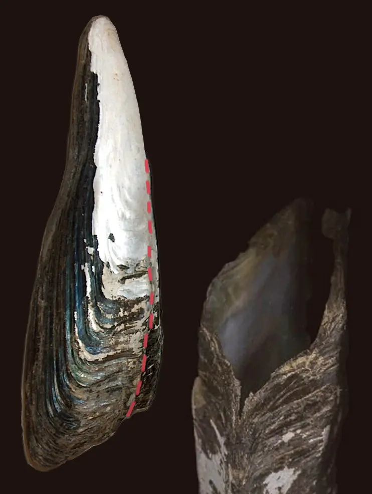 中国最大的河蚌——龙骨华蛏蚌，抓了就要进局子【睡前软体动物学227】 - 知乎