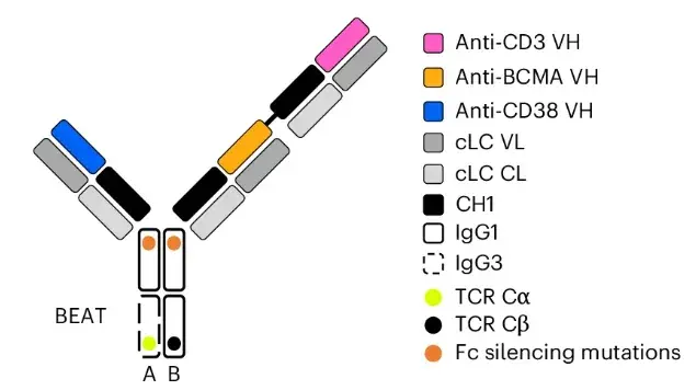 Ichnos Glenmark于《Nature Cancer》发布首款BCMA/CD38/CD3三特异性抗体ISB 2001的临床前研究数据 - 知乎