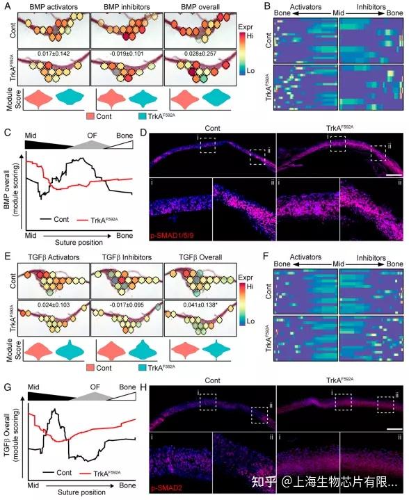 诺奖热点 | 空间转录组学揭示感觉神经通过调节BMP/TGF-β信号通路在保持颅缝通畅中的作用 - 知乎
