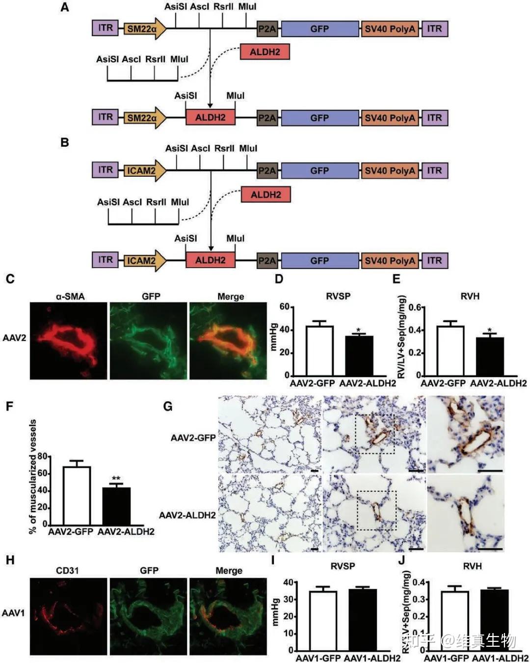 『应用篇』AAV在肺部应用中的靶向策略 - 知乎