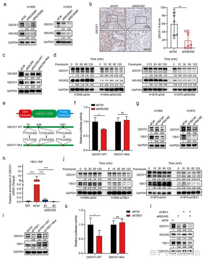易基因：m5C高甲基化介导EGFR突变的非小细胞肺癌耐药潜在机理｜国人佳作 - 知乎