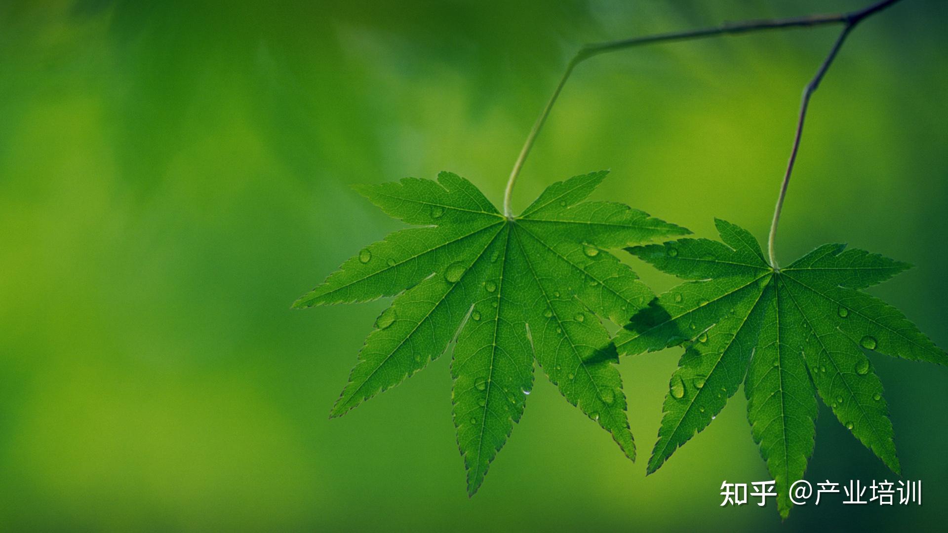 唯美绿色护眼电脑桌面高清壁纸分享 知乎