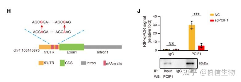CLIP-Seq技术详解 - 知乎