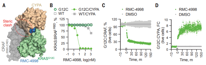 Science：靶向突变KRAS与分子伴侣蛋白的活性状态 - 知乎