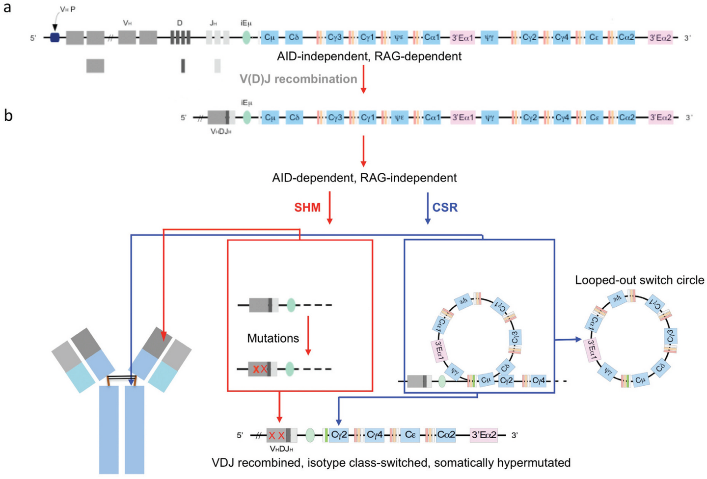 深度剖析 | 单细胞 BCR 数据分析中的超突变与类别转换 - 知乎