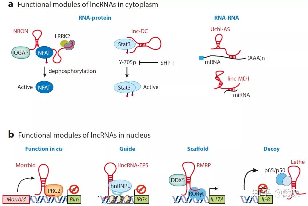 肿瘤与lncRNA，一文秒懂两大国自然常青树 - 知乎