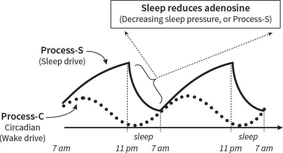 谁在“操控”着我们的睡眠与觉醒（一）：内稳态系统 - 知乎