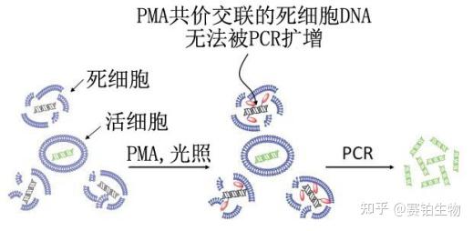 细菌死活检测之荧光染色法 - 知乎