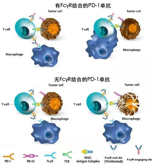 百济神州PD-1替雷利珠单抗针对二或三线非小细胞肺癌的新适应症上市申请获NMPA受理 - 知乎