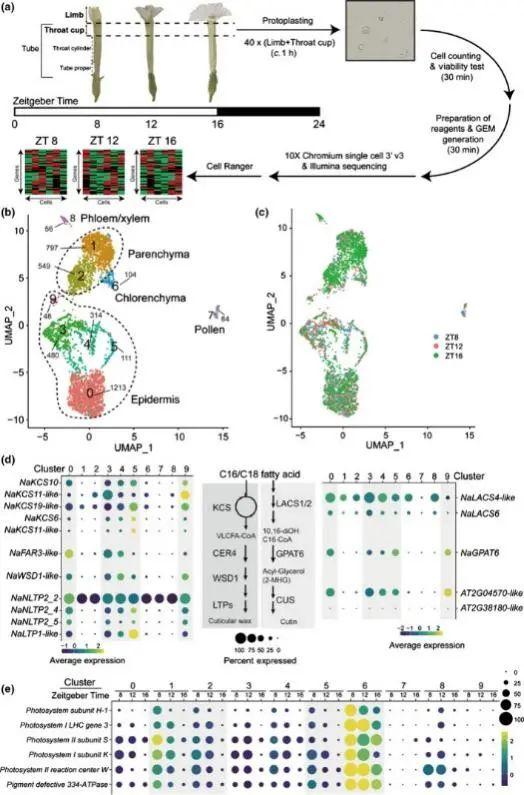 New Phytol | 野生烟草花冠细胞的单细胞RNA测序揭示花香的生物合成途径 - 知乎