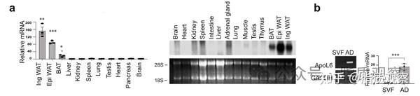 Nature Comunications｜脂滴相关蛋白ApoL6 通过与 Perilipin1互作抑制脂肪分解 - 知乎