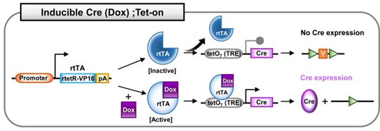Cre-lox系统介绍及使用汇总 - 知乎
